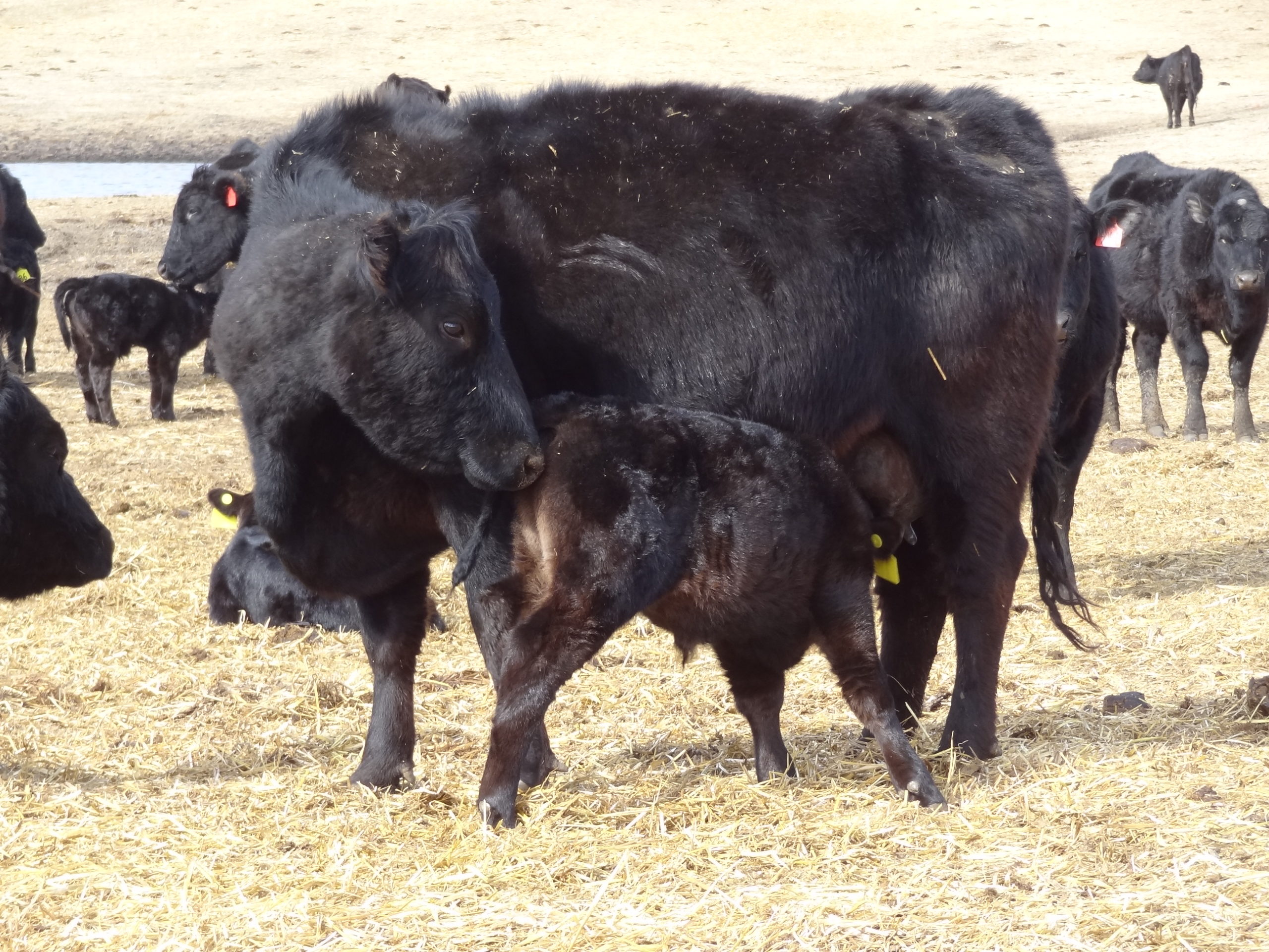 Cow / Calf Pair Sale – Provost Livestock Exchange