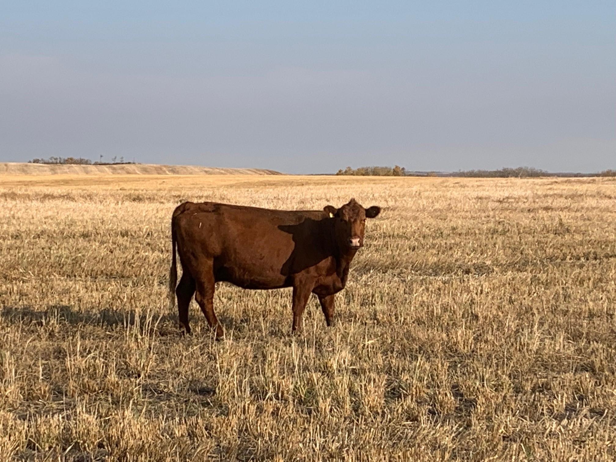 Bred Sales – Provost Livestock Exchange