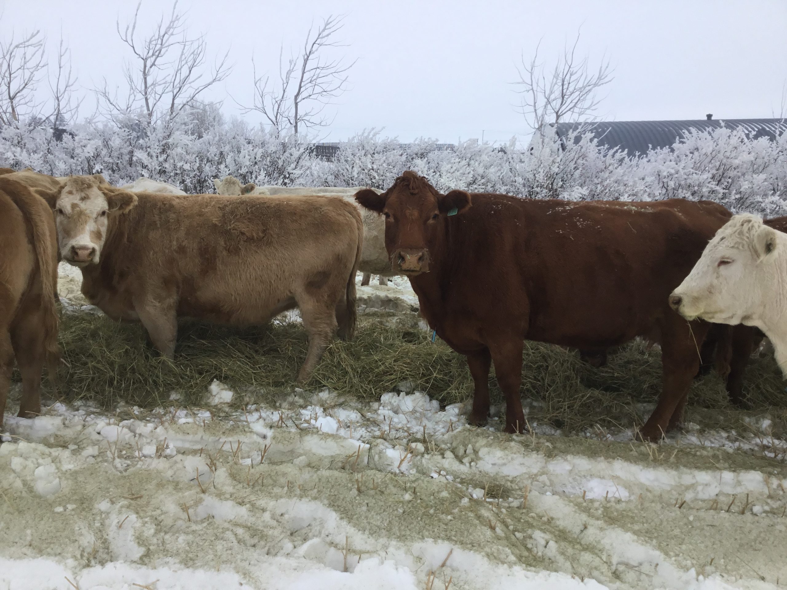 BRED SALE – GERARD GETTE – COMPLETE DISPERSAL – Provost Livestock Exchange
