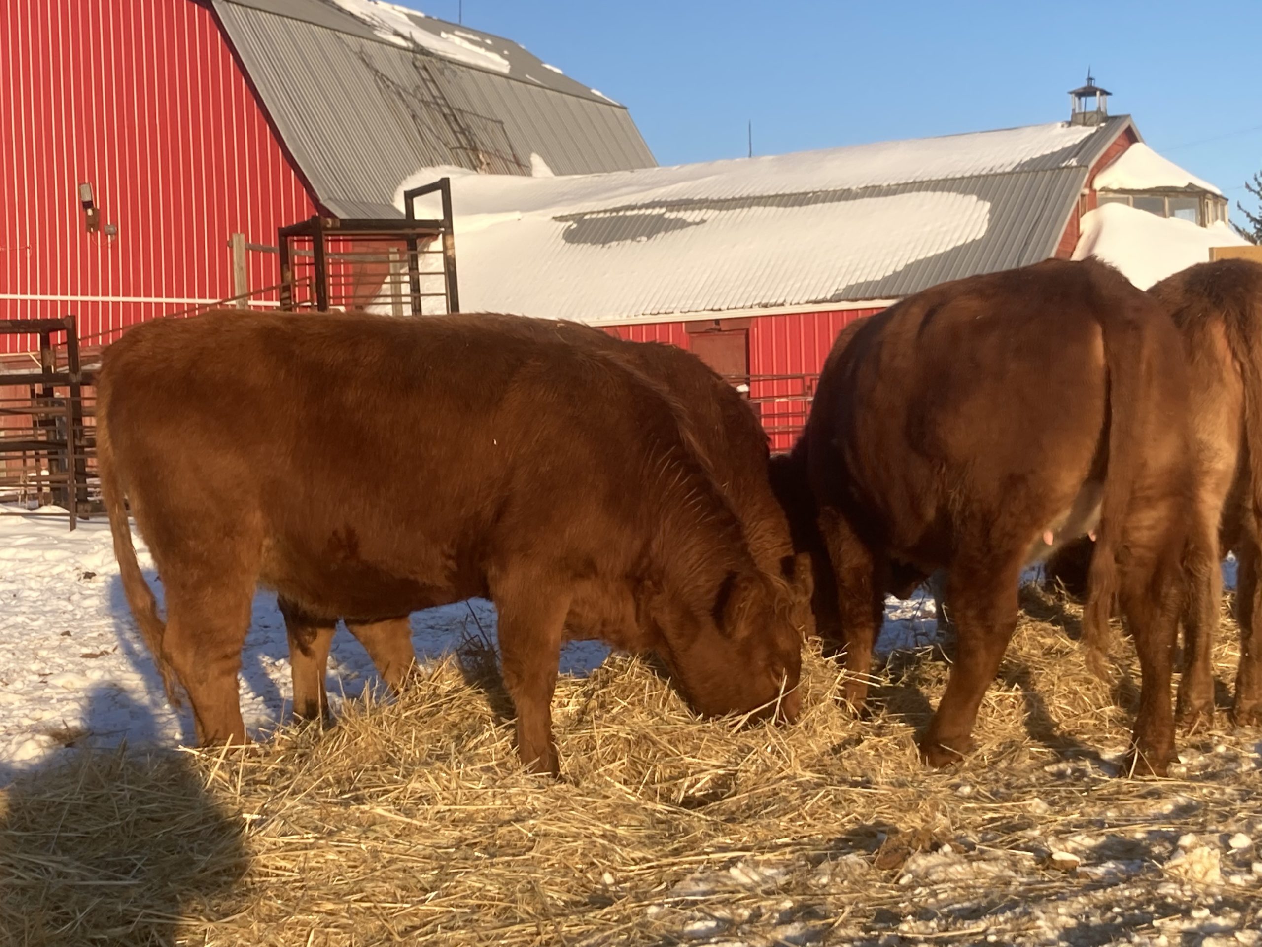 BRED COW – BARRY DAVIS – Provost Livestock Exchange