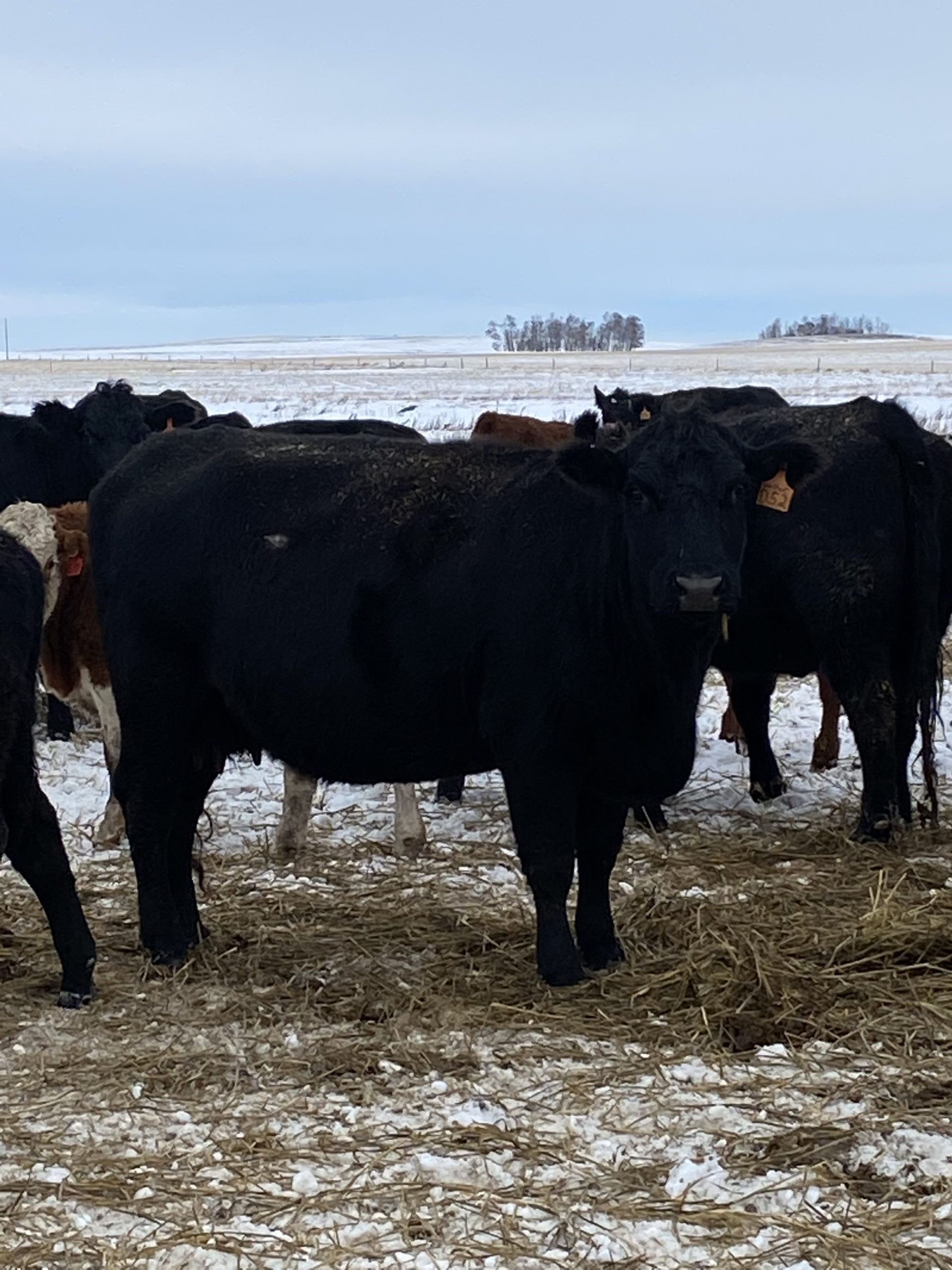 BRED SALE – IAN WELTER – Provost Livestock Exchange