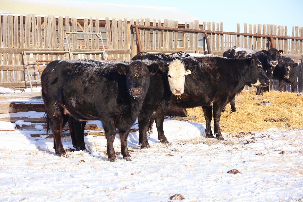 BRED SALE – CHAD OLSEN – Provost Livestock Exchange