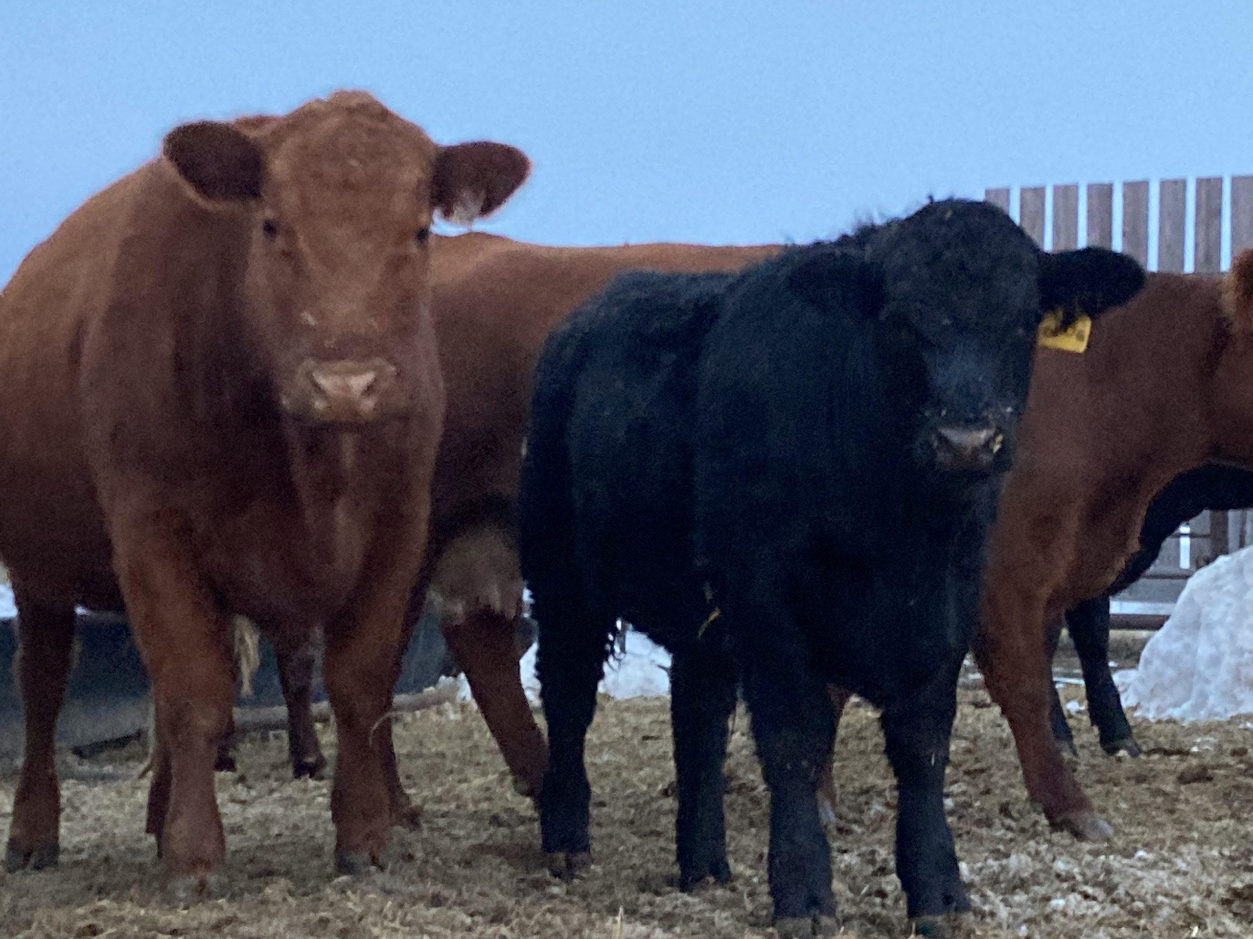 BRED SALE – DARYL CARLTON-COMPLETE DISPERSAL – Provost Livestock Exchange