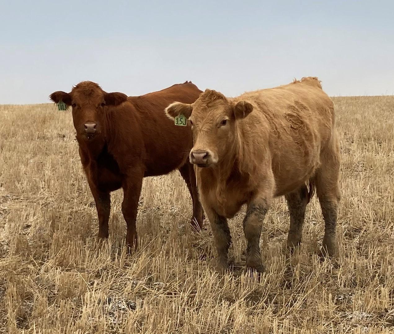 BRED SALE – MURPHY LAND AND CATTLE – Provost Livestock Exchange