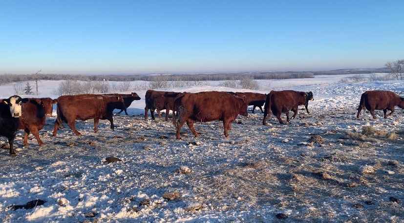 MAX RODGERS – Provost Livestock Exchange