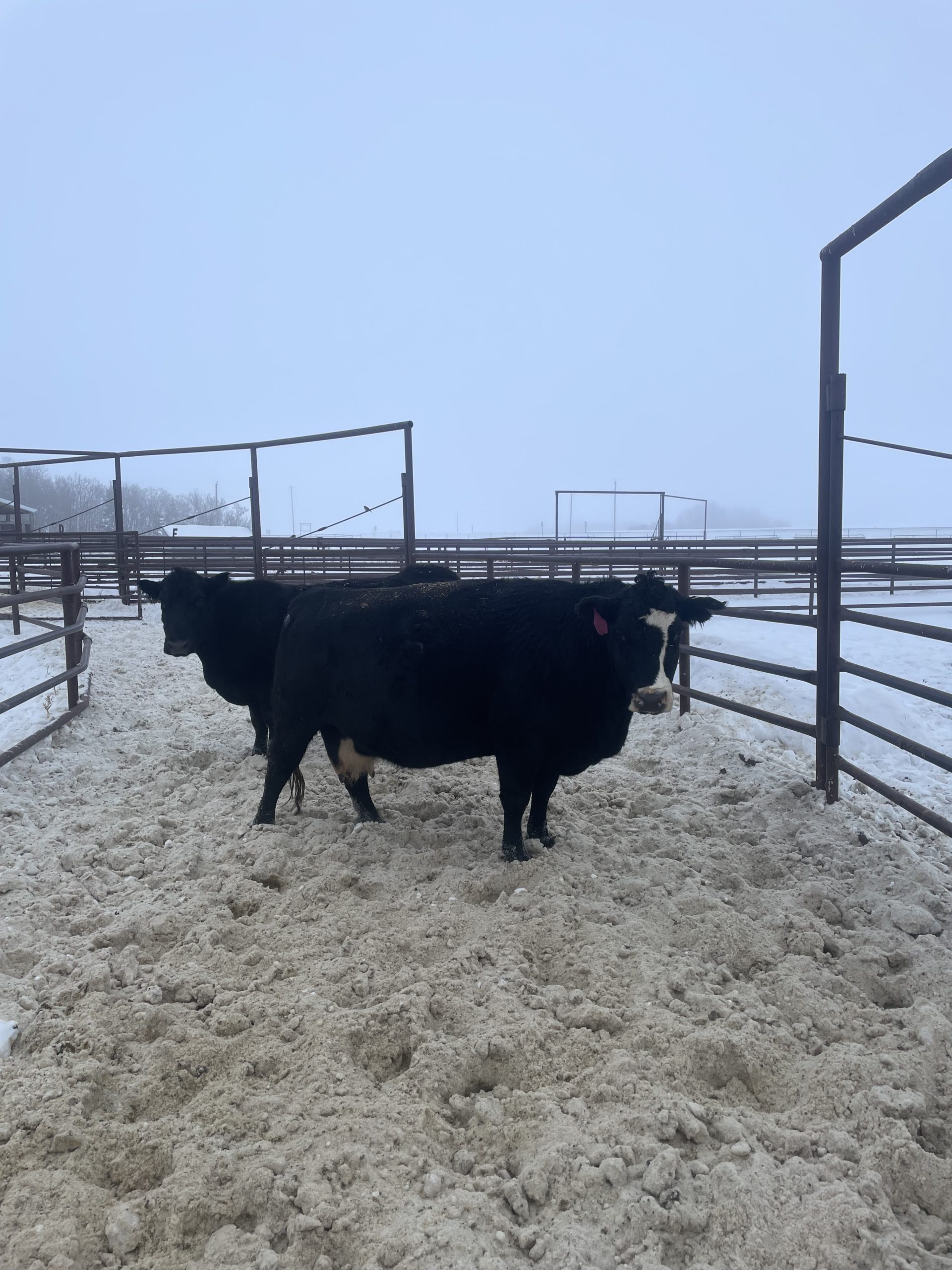 BRED SALE – PRAIRIE LAND AND CATTLE – Provost Livestock Exchange