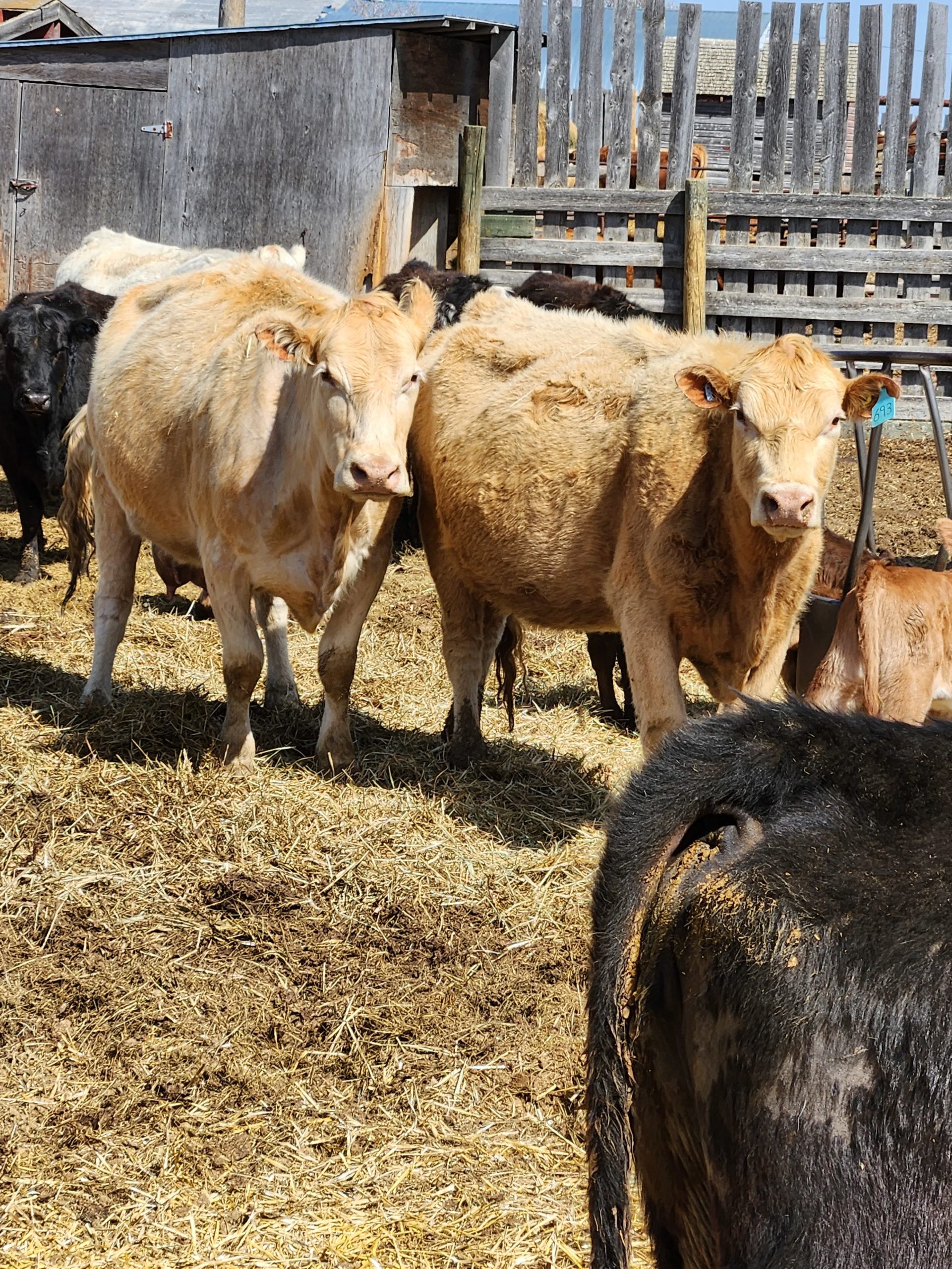 ANDREW ZACHARIAS – HERD REDUCTION – Provost Livestock Exchange