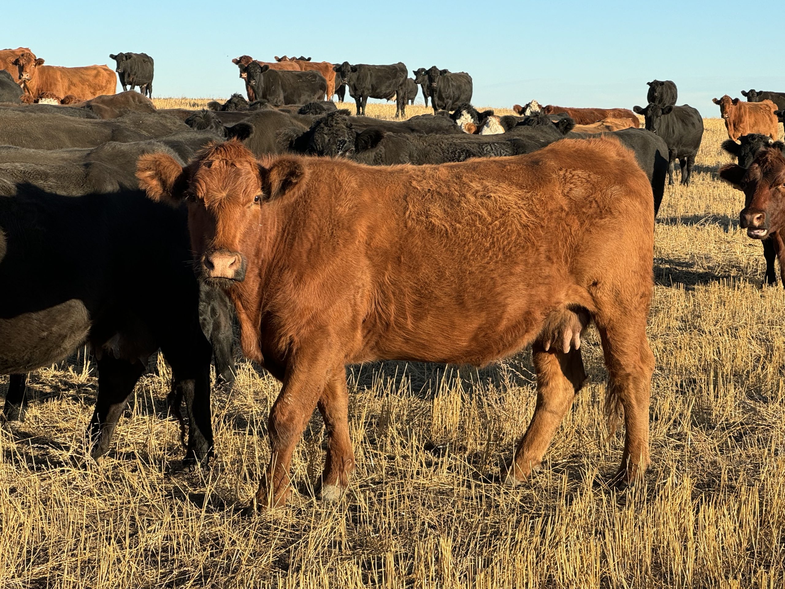 BRED COWS – MARK AND LAUREL GALLOWAY – Provost Livestock Exchange