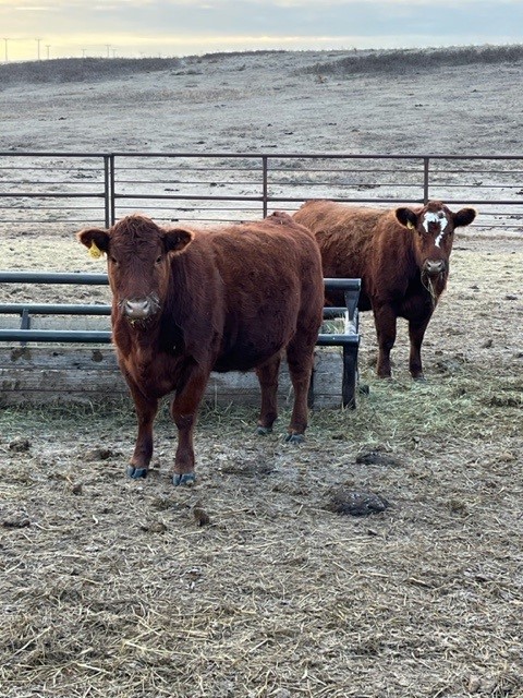 BRED COWS – LPJ FARMS INC – Provost Livestock Exchange