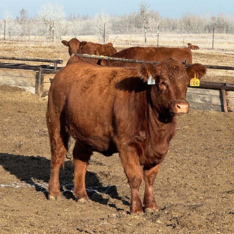 Provost Livestock Exchange